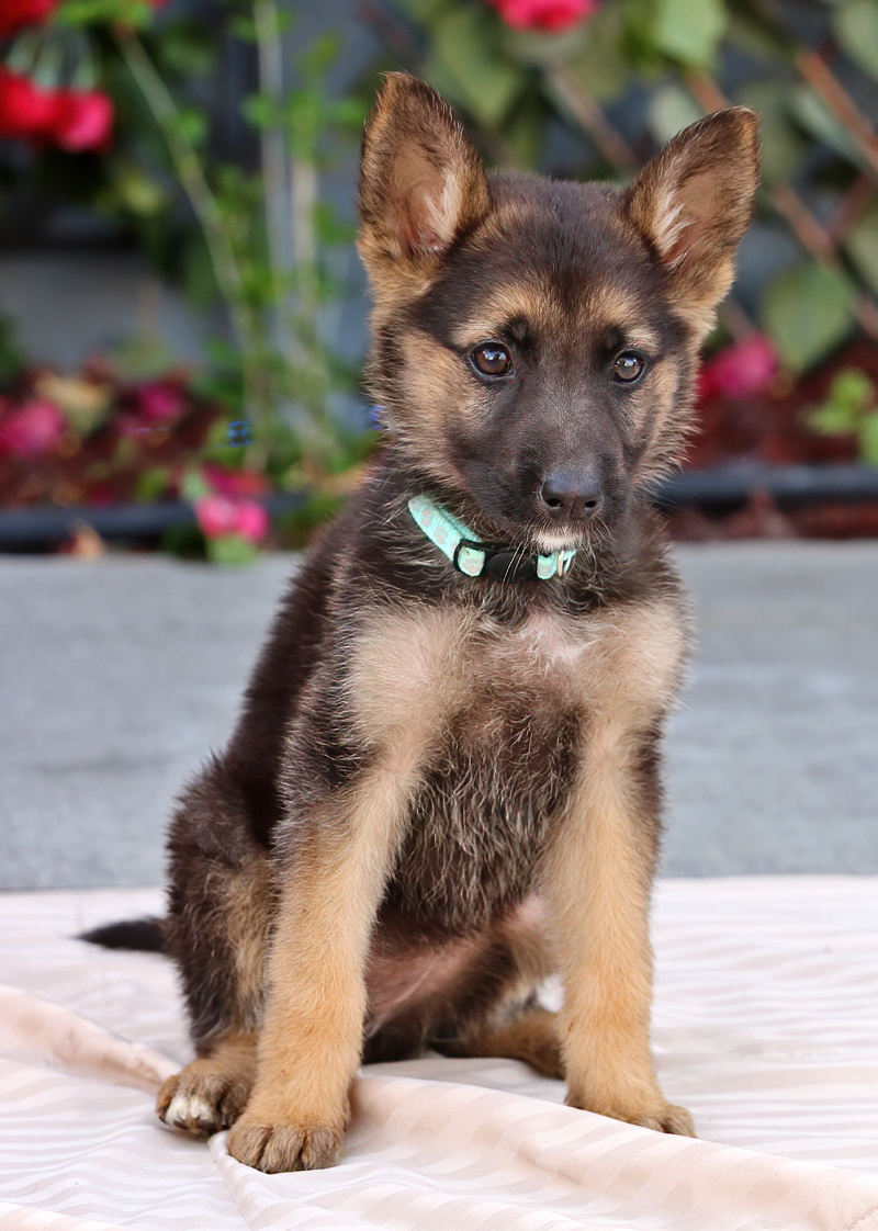 Westside German Shepherd Rescue of Los Angeles